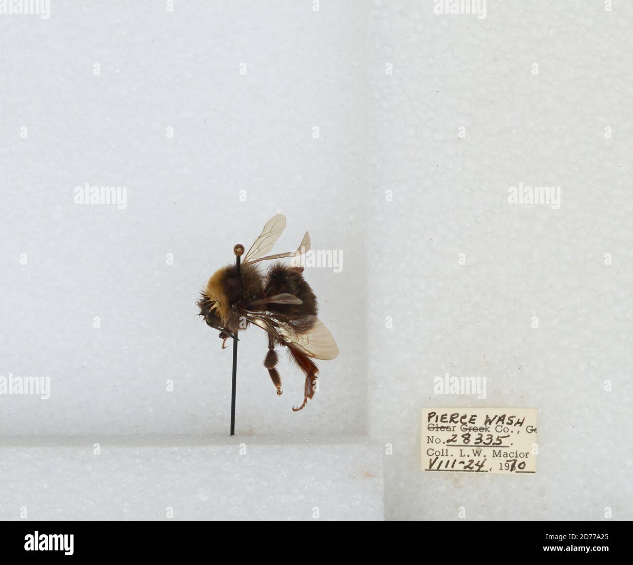 Pierce, Washington, United States, Bombus (Bombus) occidentalis Greene ...