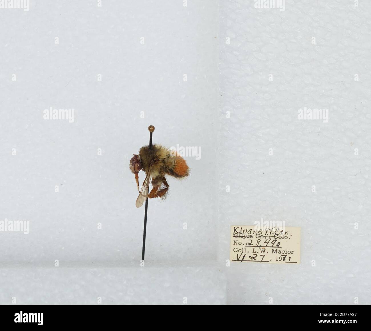 Kluane, Yukon Territory, Canada, Bombus (Pyrobombus) melanopygus ...