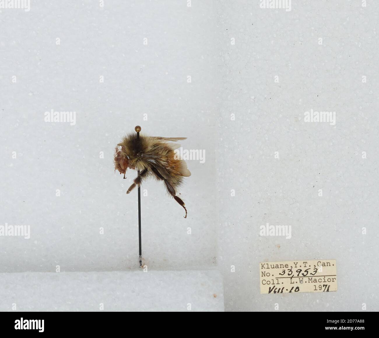 Kluane, Yukon Territory, Canada, Bombus (Pyrobombus) melanopygus ...