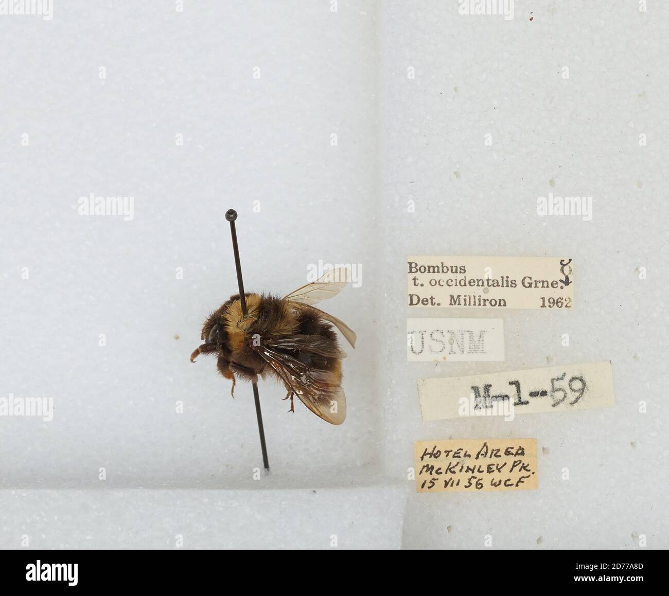 Hotel Area, McKinley Park, Denali, Alaska, United States, Bombus ...