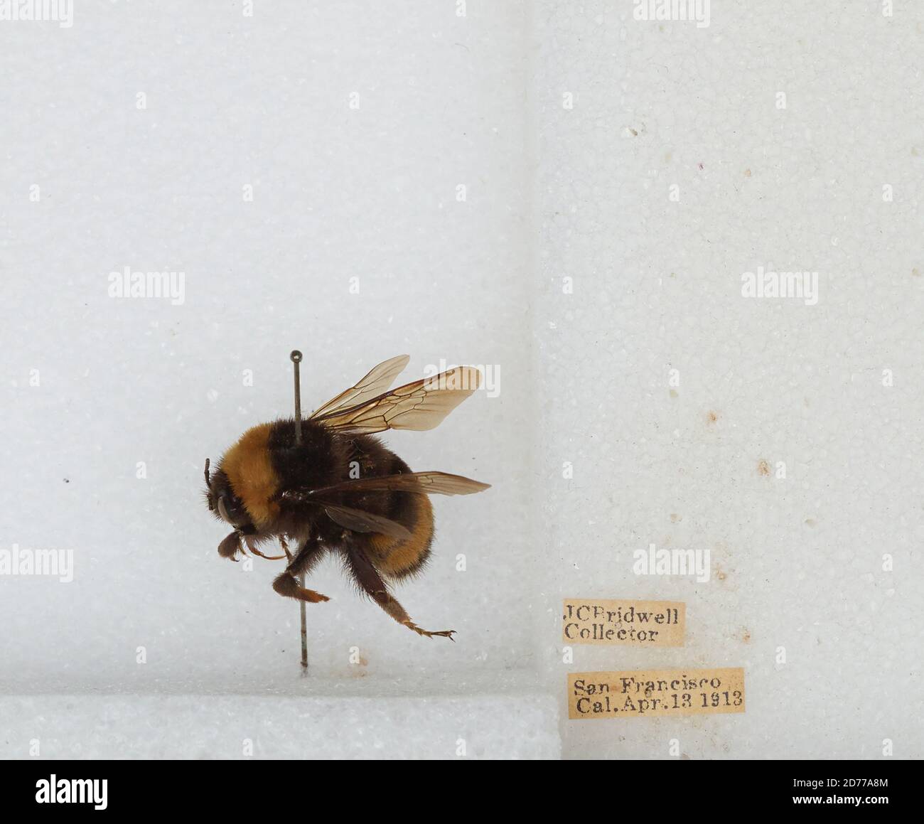 San Francisco, California, United States, Bombus (Bombus) occidentalis ...