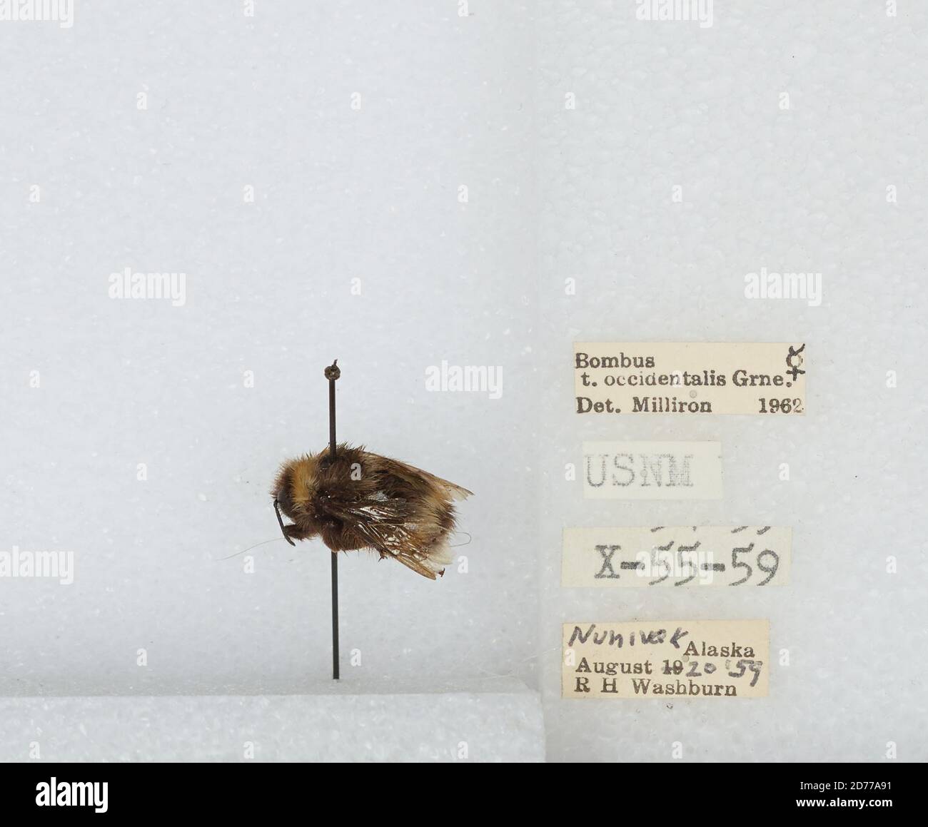 Nunivak Island, Bethel, Alaska, United States, Bombus (Bombus ...