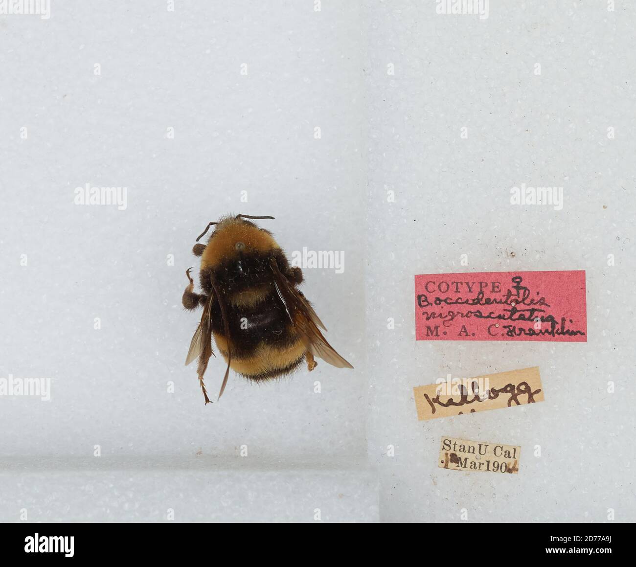 Stanford University, Santa Clara, California, United States, Bombus ...