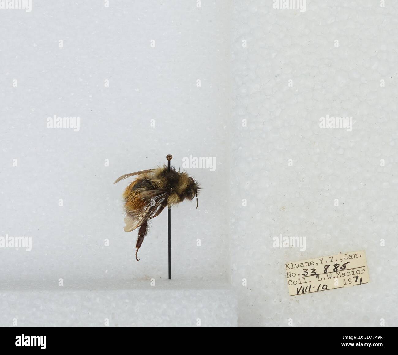 Kluane, Yukon Territory, Canada, Bombus (Pyrobombus) melanopygus ...