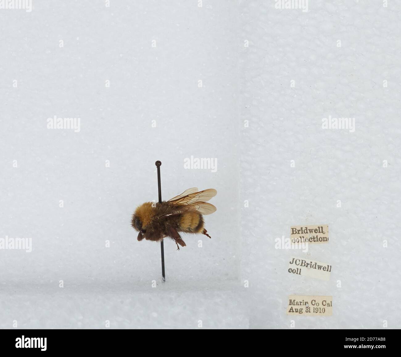 Marin, California, United States, Bombus (Bombus) occidentalis Greene ...