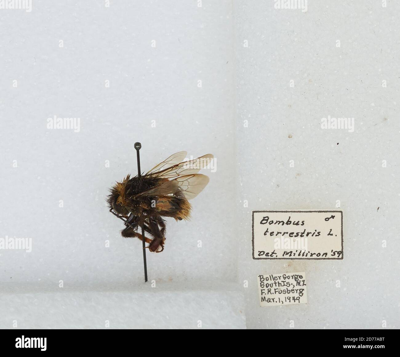Buller Gorge on South Island, New Zealand, Bombus (Bombus) terrestris ...