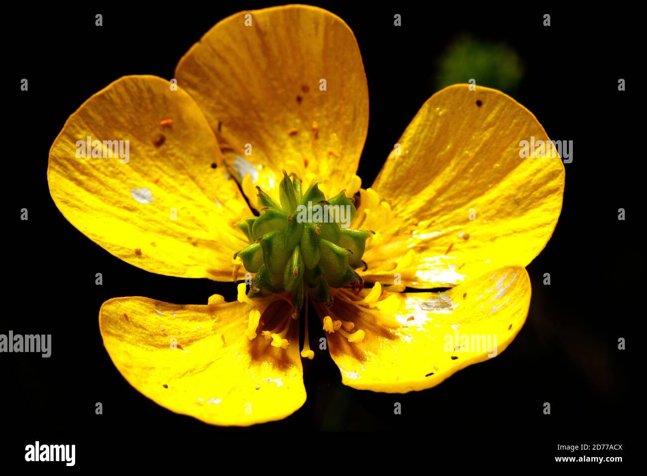 Creeping buttercup leaves hi-res stock photography and images - Alamy