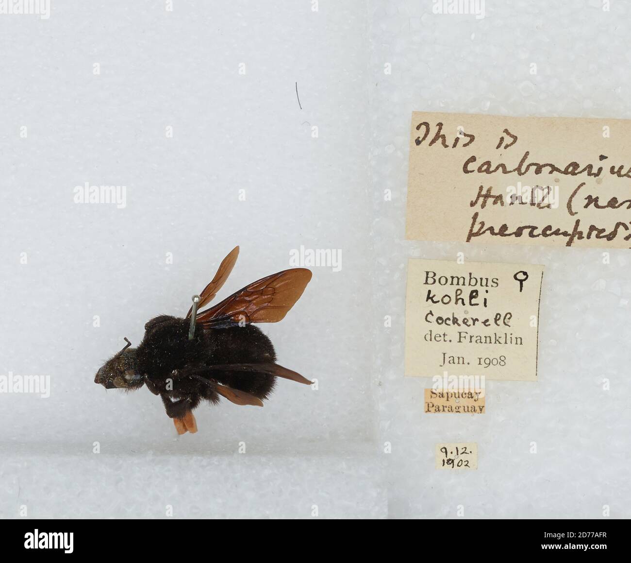 Sapucay, Paraguari, Paraguay, Bombus (Fervidobombus) morio (Swederus ...