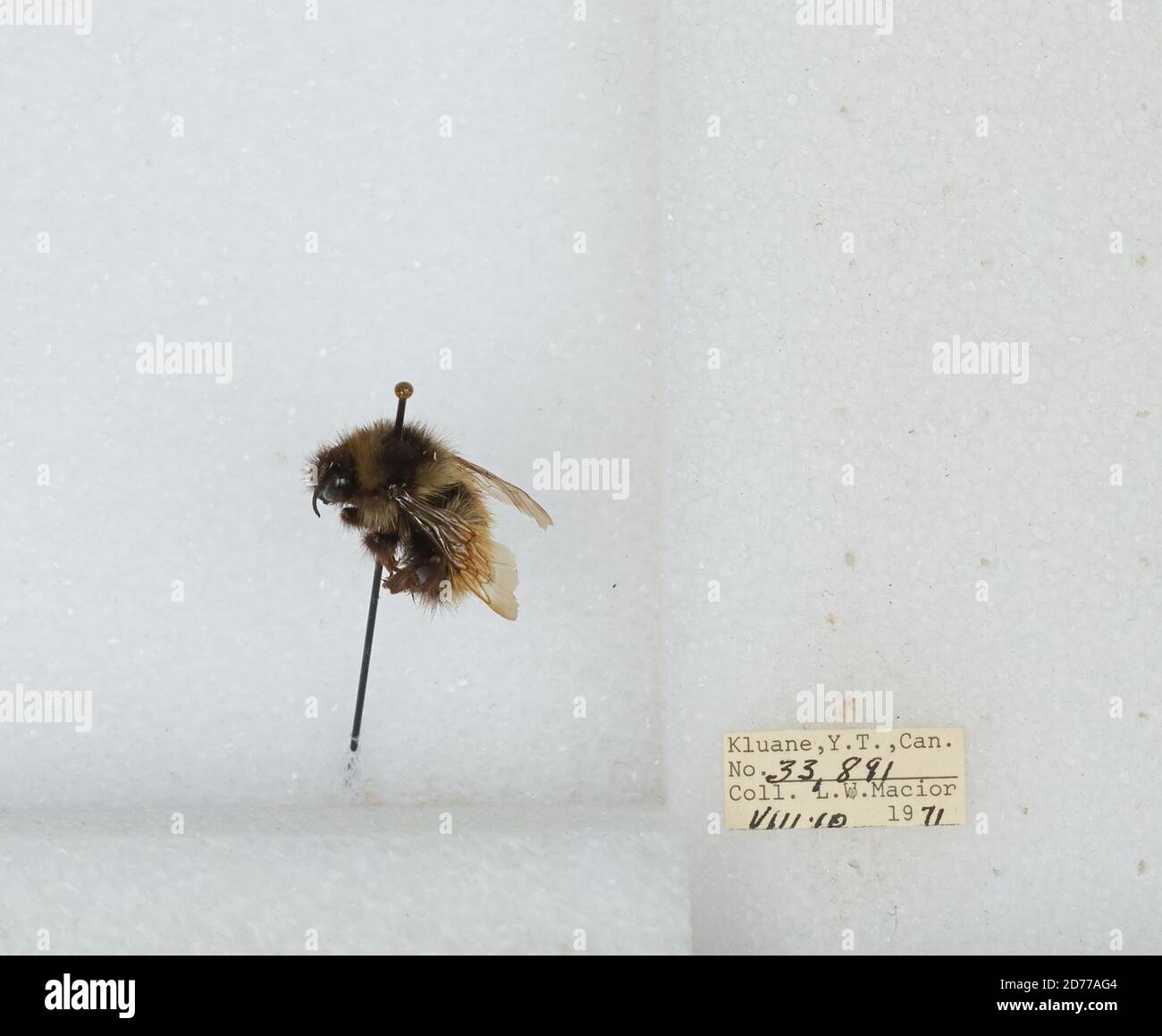 Kluane, Yukon Territory, Canada, Bombus (Pyrobombus) melanopygus ...