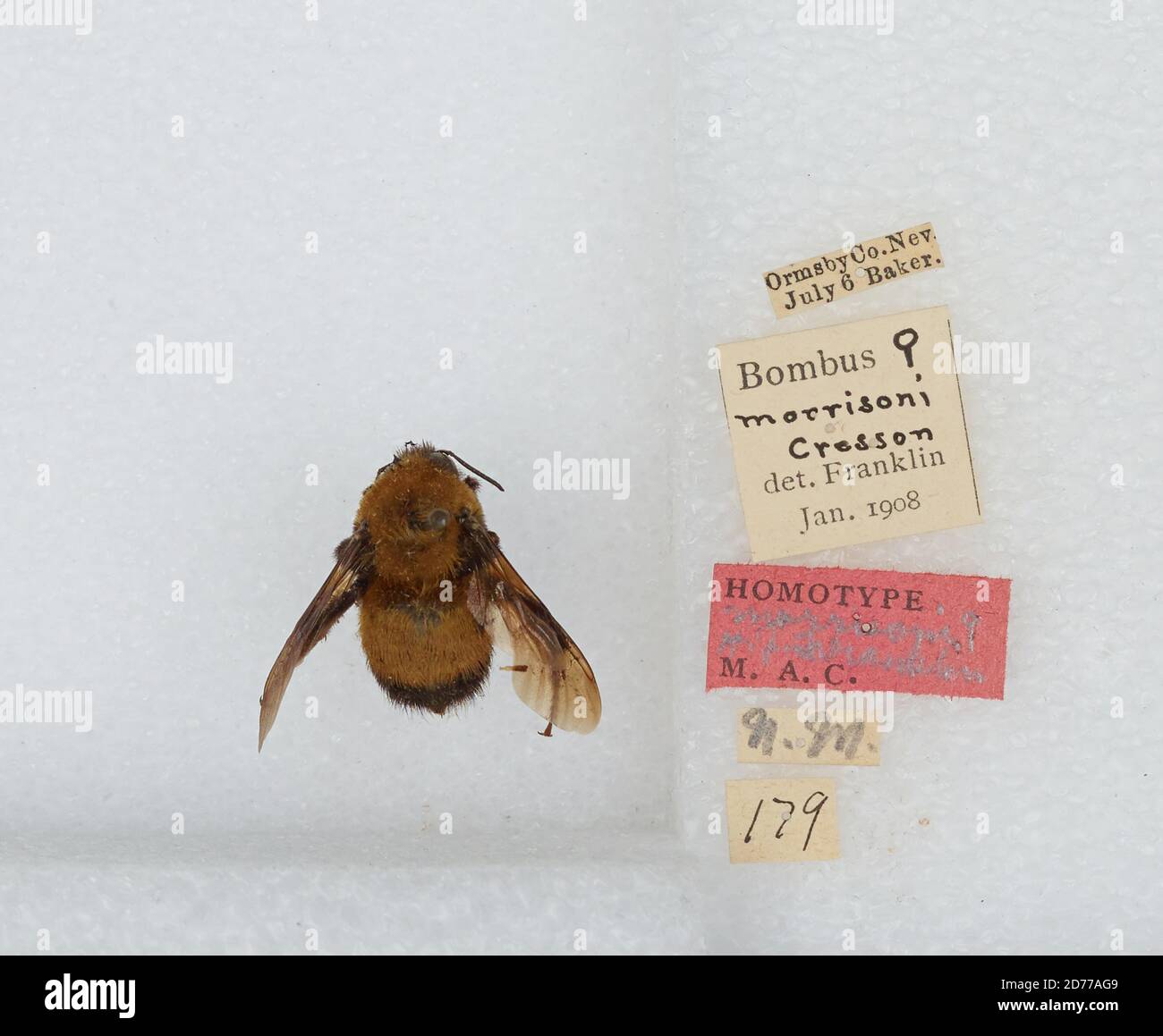 Ormsby, Nevada, United States, Bombus (Separatobombus) morrisoni ...