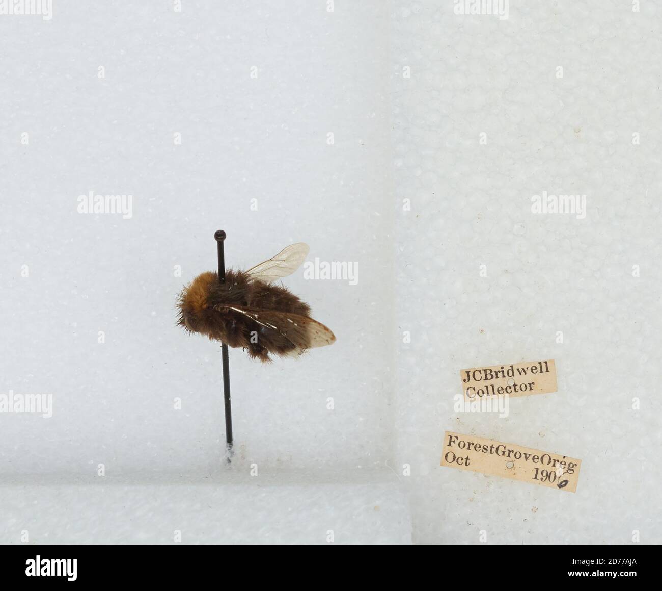 Oregon, United States, Bombus (Bombus) occidentalis Greene, Animalia ...