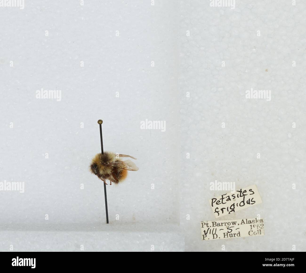 Point Barrow, North Slope, Alaska, United States, Bombus (Pyrobombus ...