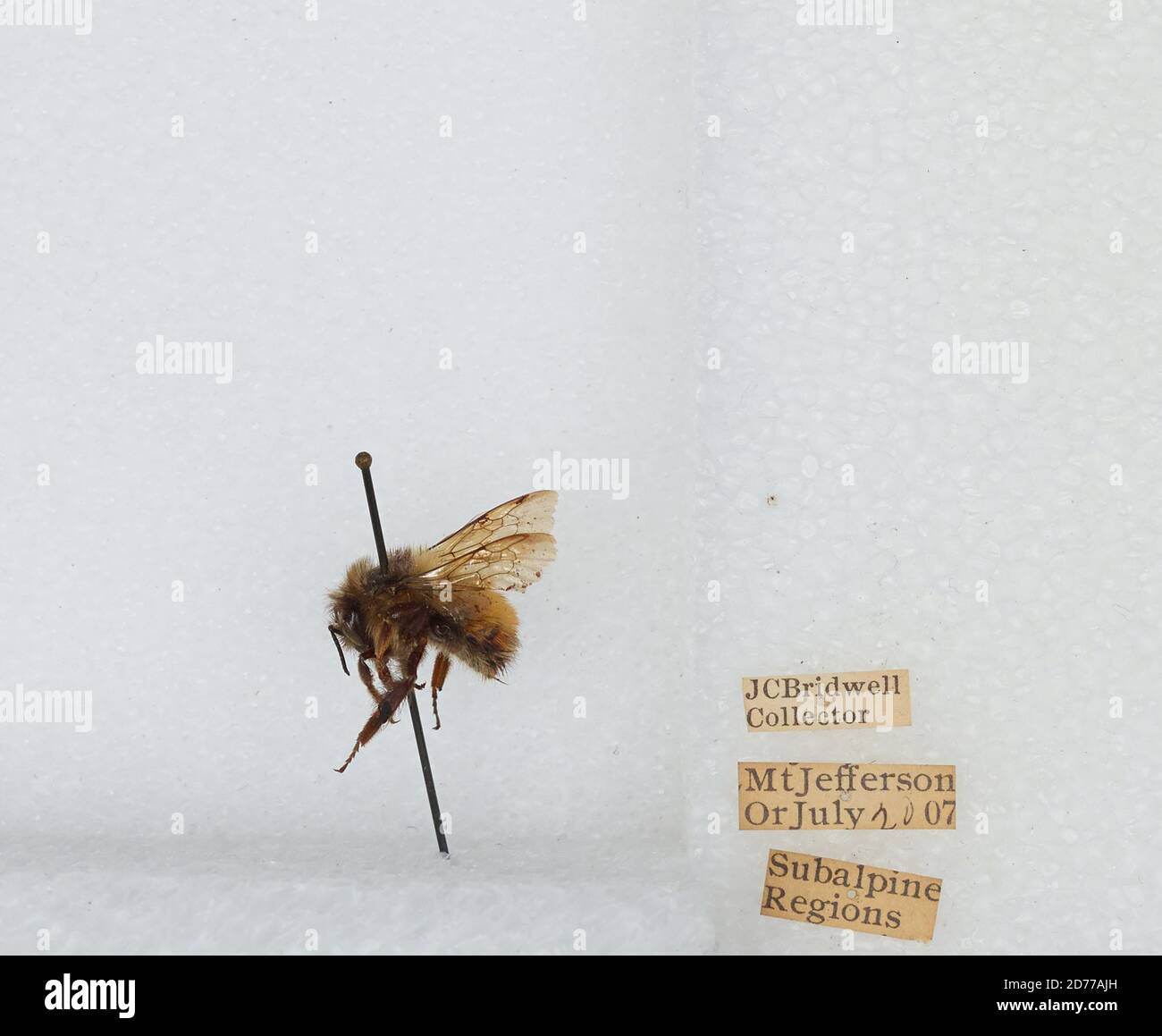 Mount Jefferson, Subalpine Regions, Linn, Oregon, United States, Bombus ...