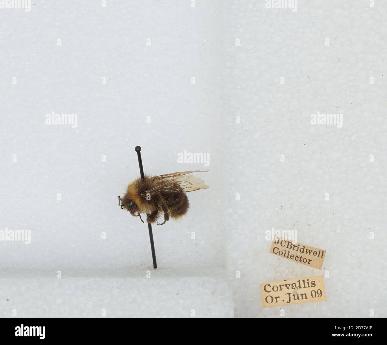 Oregon, United States, Bombus (Bombus) occidentalis Greene, Animalia ...
