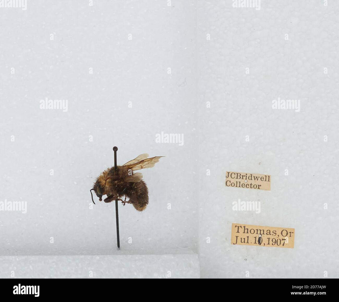 Oregon, United States, Bombus (Bombus) occidentalis Greene, Animalia ...