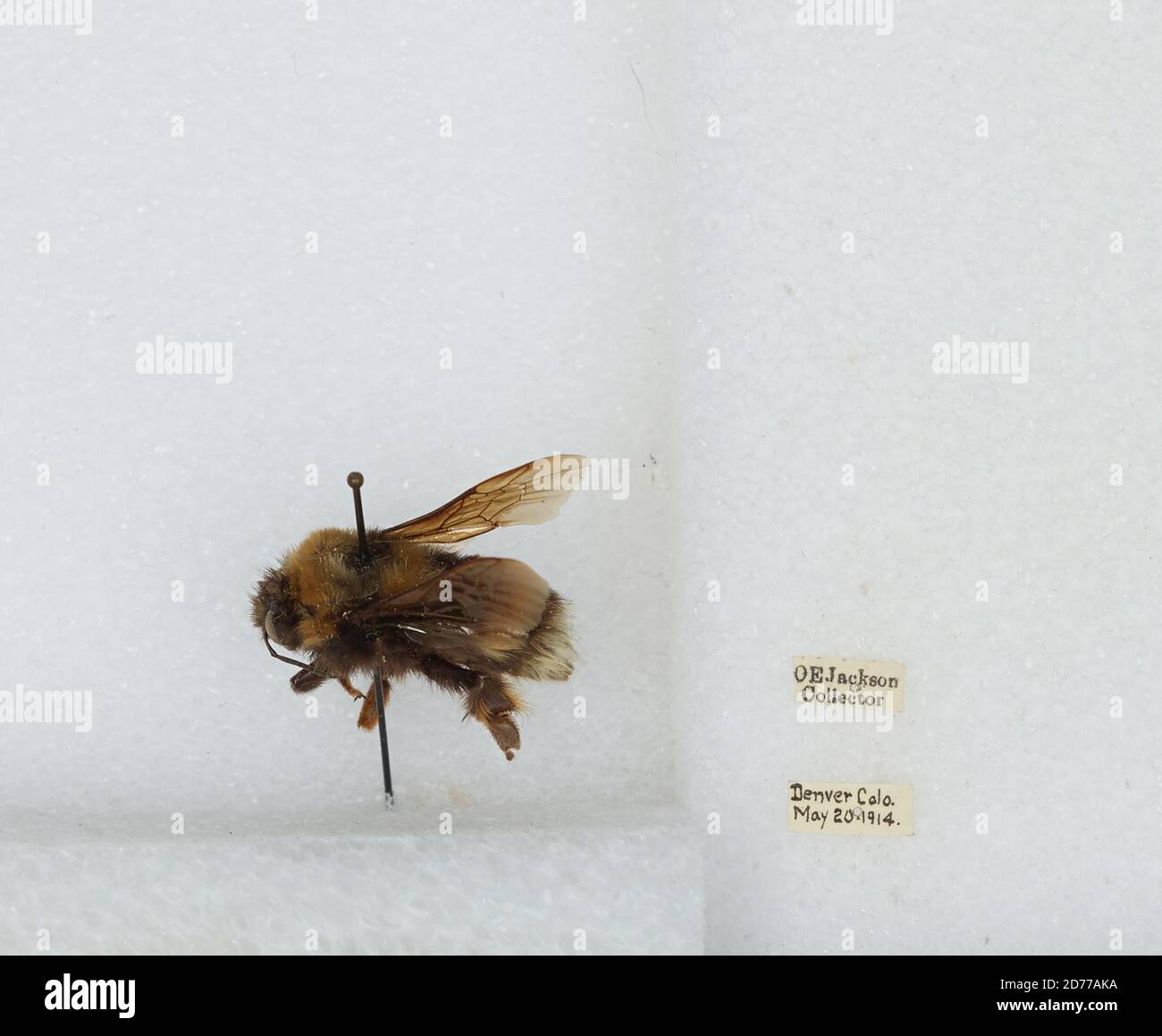 Colorado, United States, Bombus (Bombus) occidentalis Greene, Animalia ...