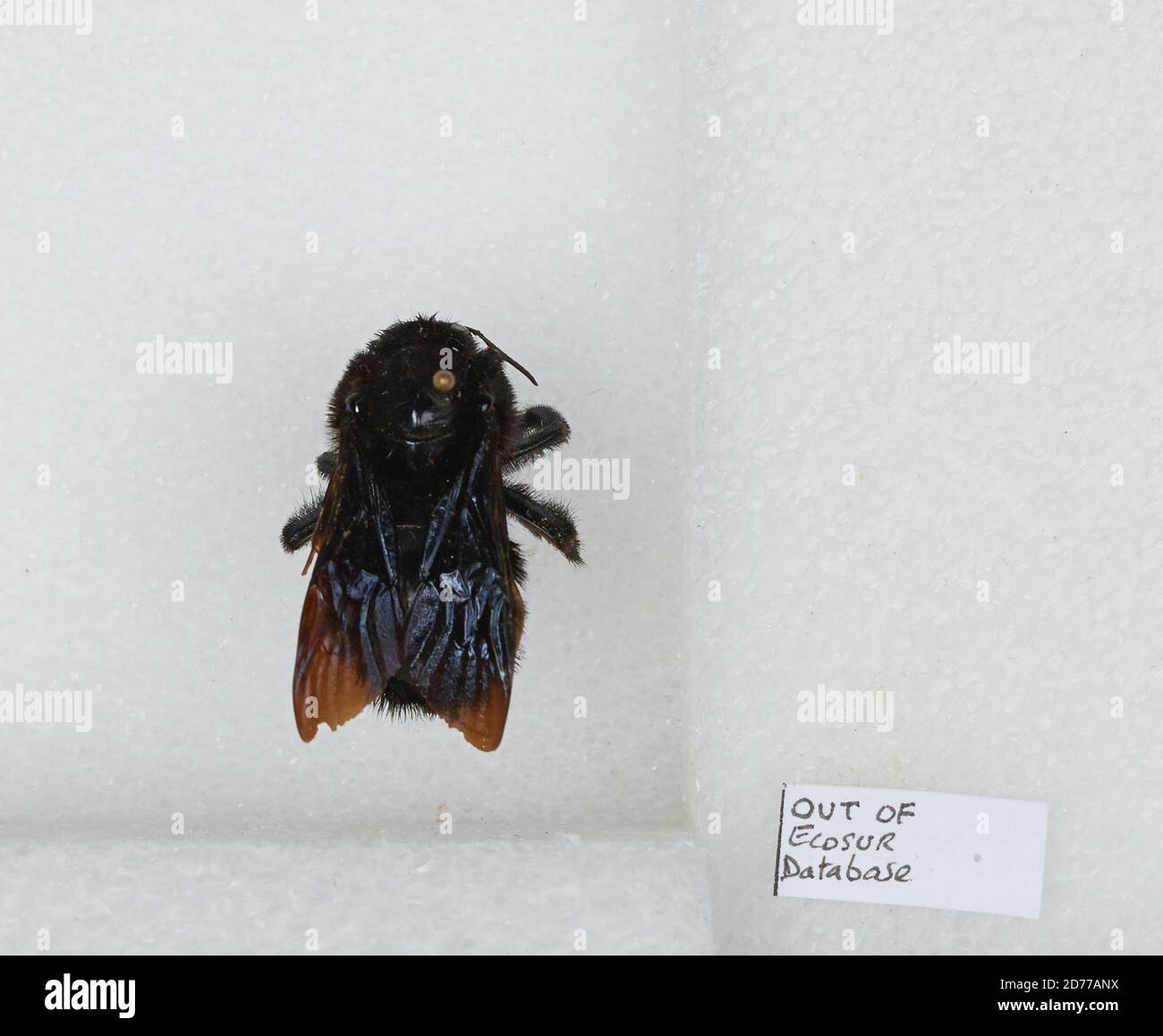 Bombus (Megabombus) pullatus Franklin, 1913, Animalia, Arthropoda ...
