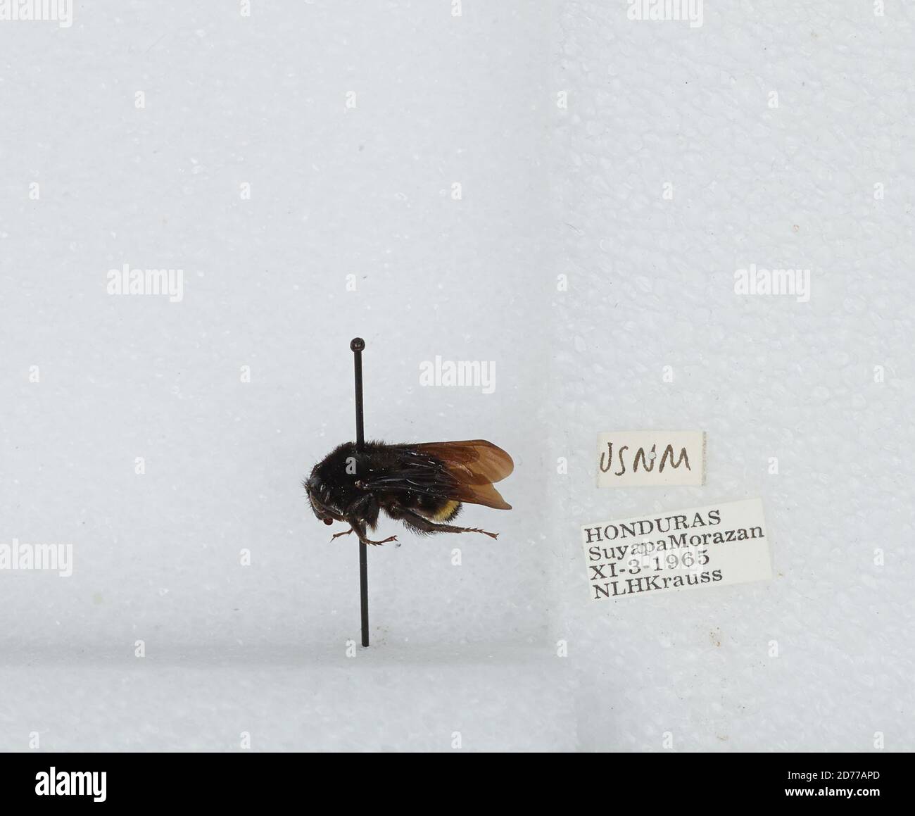 Suyapa Morazan, Francisco Morazan, Distrito Central, Honduras, Bombus ...