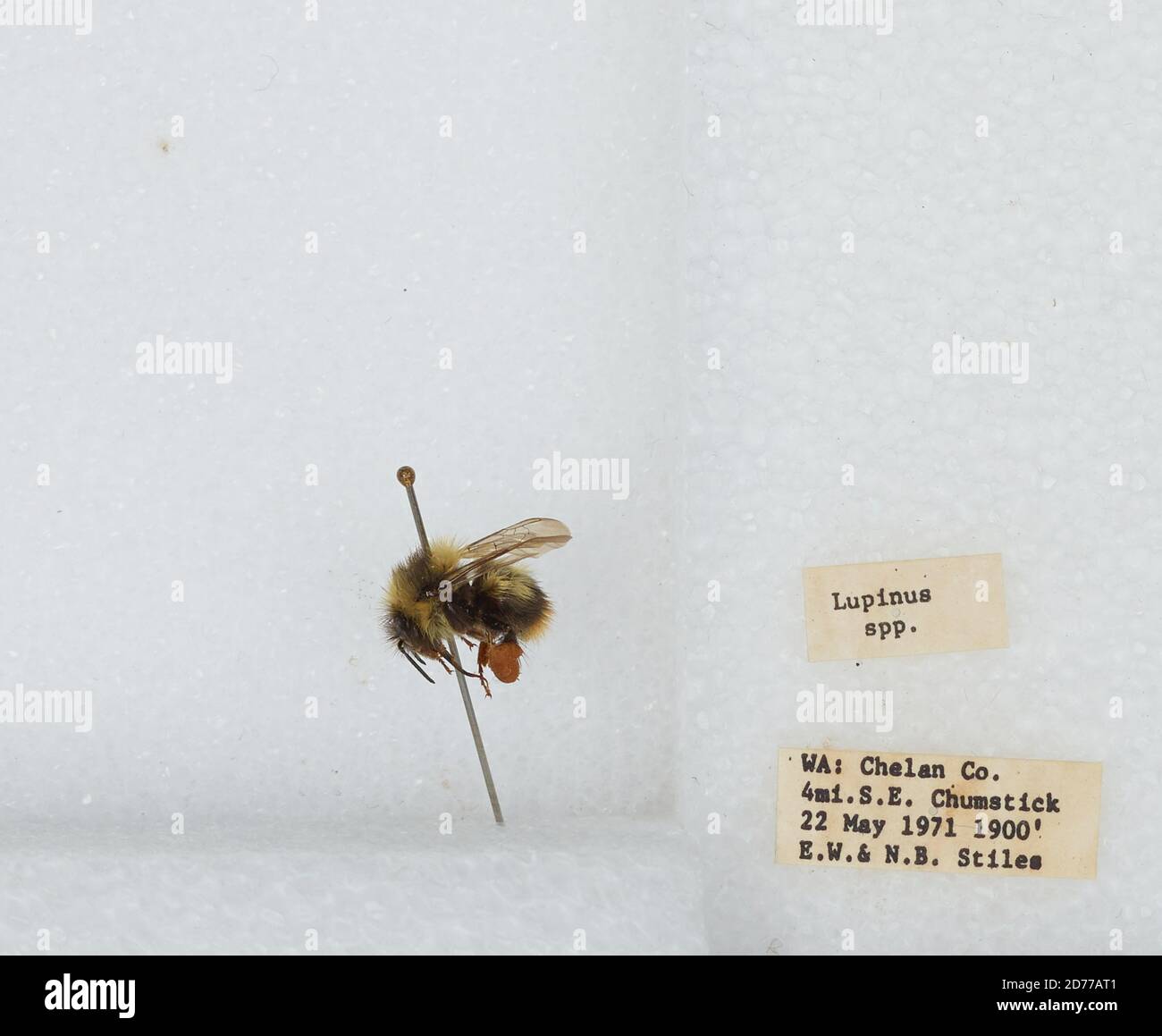 4 miles southeast of Chumstick, Chelan, Washington, United States ...