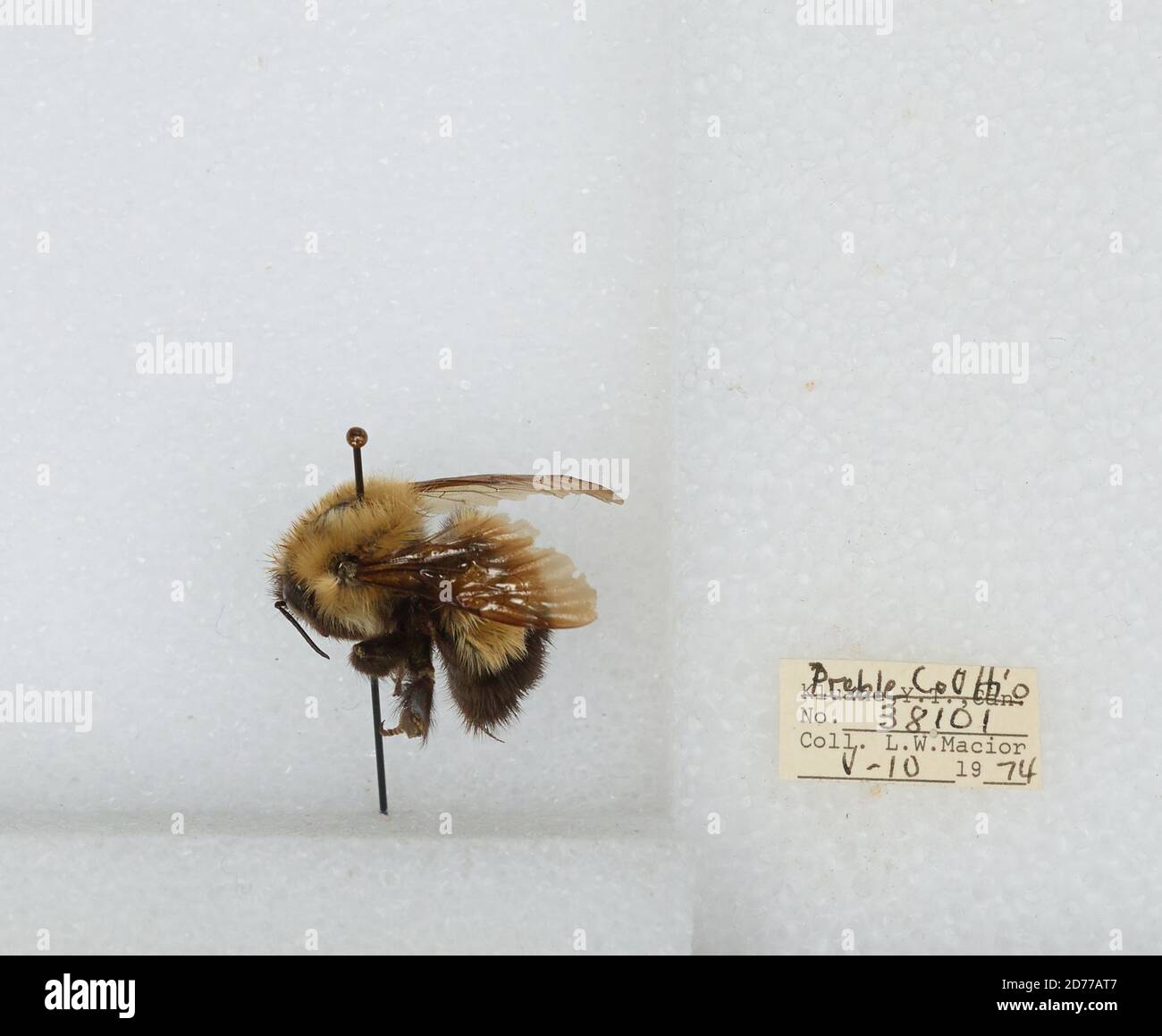 Preble, Ohio, United States, Bombus (Pyrobombus) perplexus Cresson ...