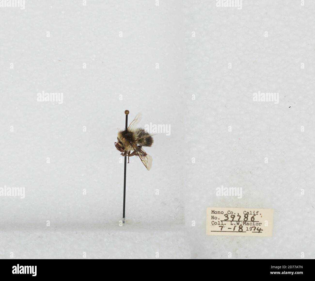 Mono, California, United States, Bombus (Cullumanobombus) rufocinctus ...