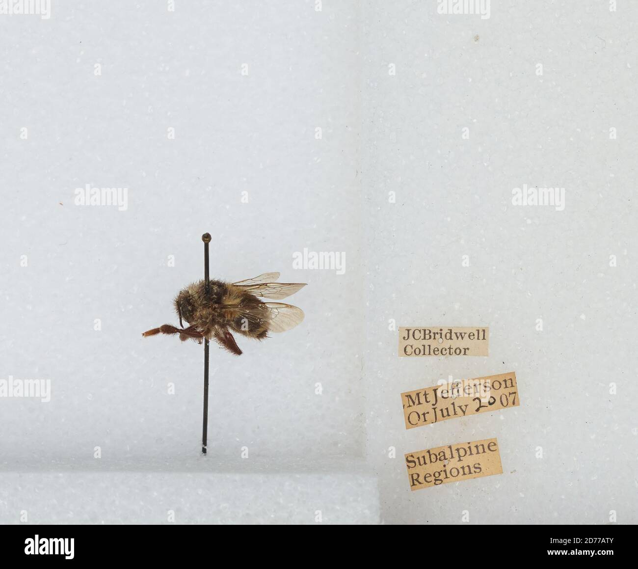 Subalpine Regions, Mount Jefferson, Linn, Oregon, United States, Bombus ...