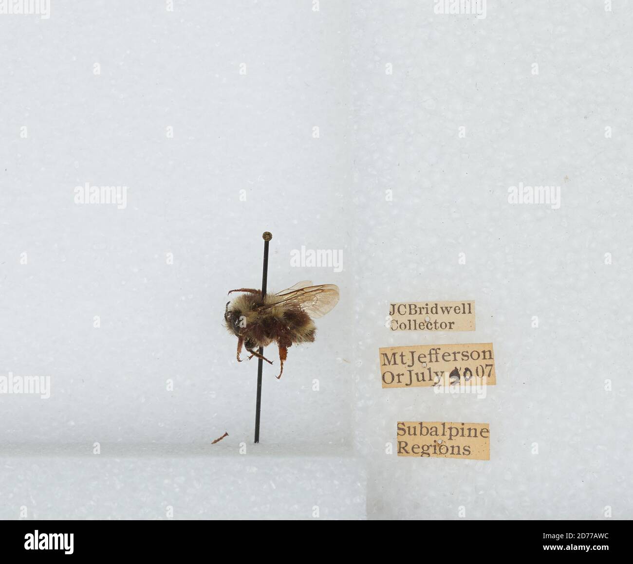 Subalpine Regions, Mount Jefferson, Linn, Oregon, United States, Bombus ...