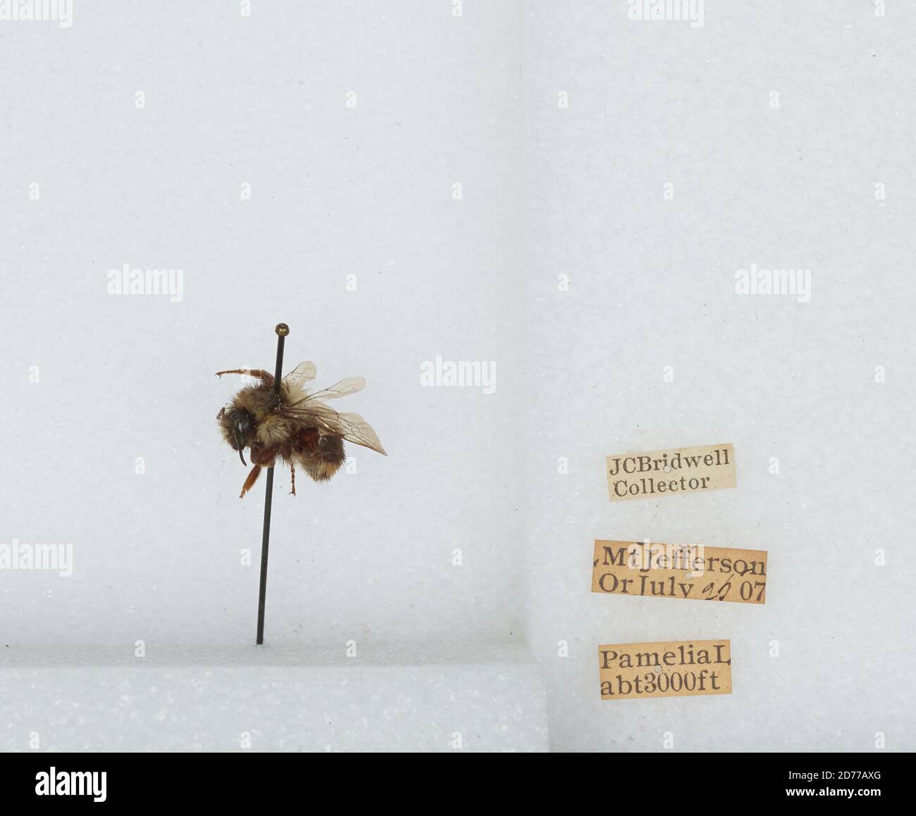 Pamelia Lake at Mount Jefferson, Linn, Oregon, United States, Bombus ...