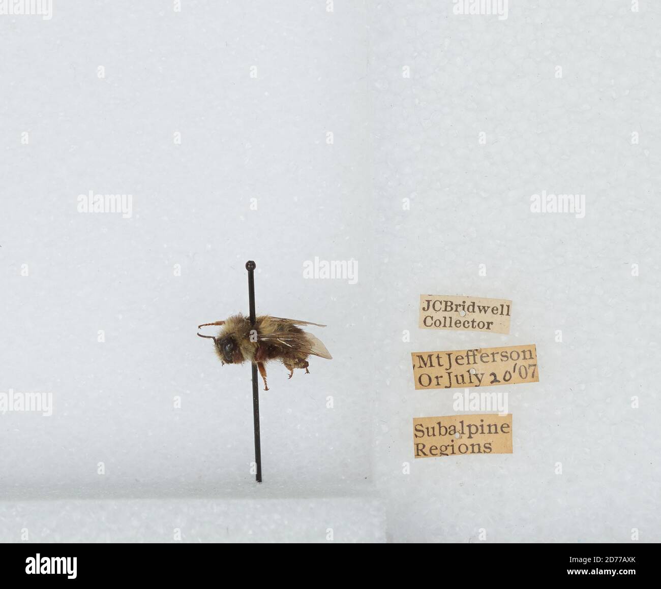 Subalpine Regions, Mount Jefferson, Linn, Oregon, United States, Bombus ...