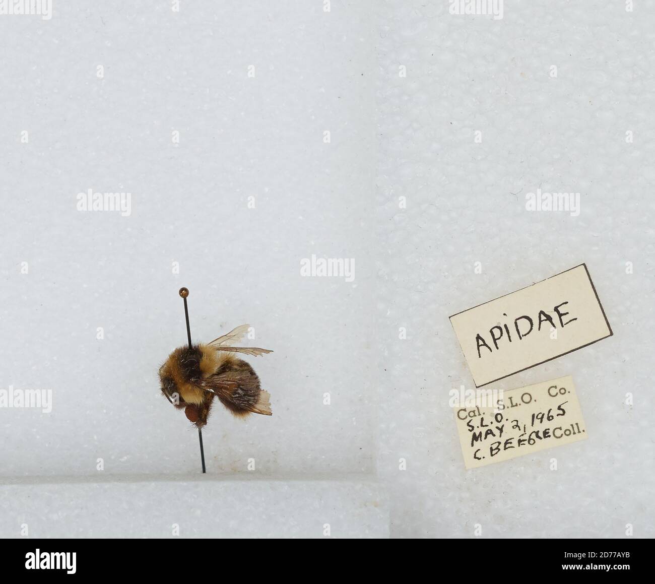 San Luis Obispo, California, United States, Bombus sp., Animalia ...