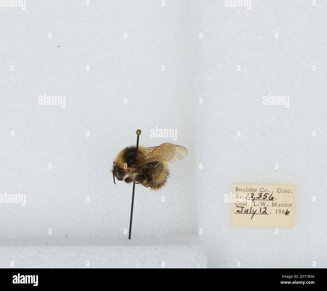 Boulder, Colorado, United States, Bombus (Alpinobombus) balteatus ...
