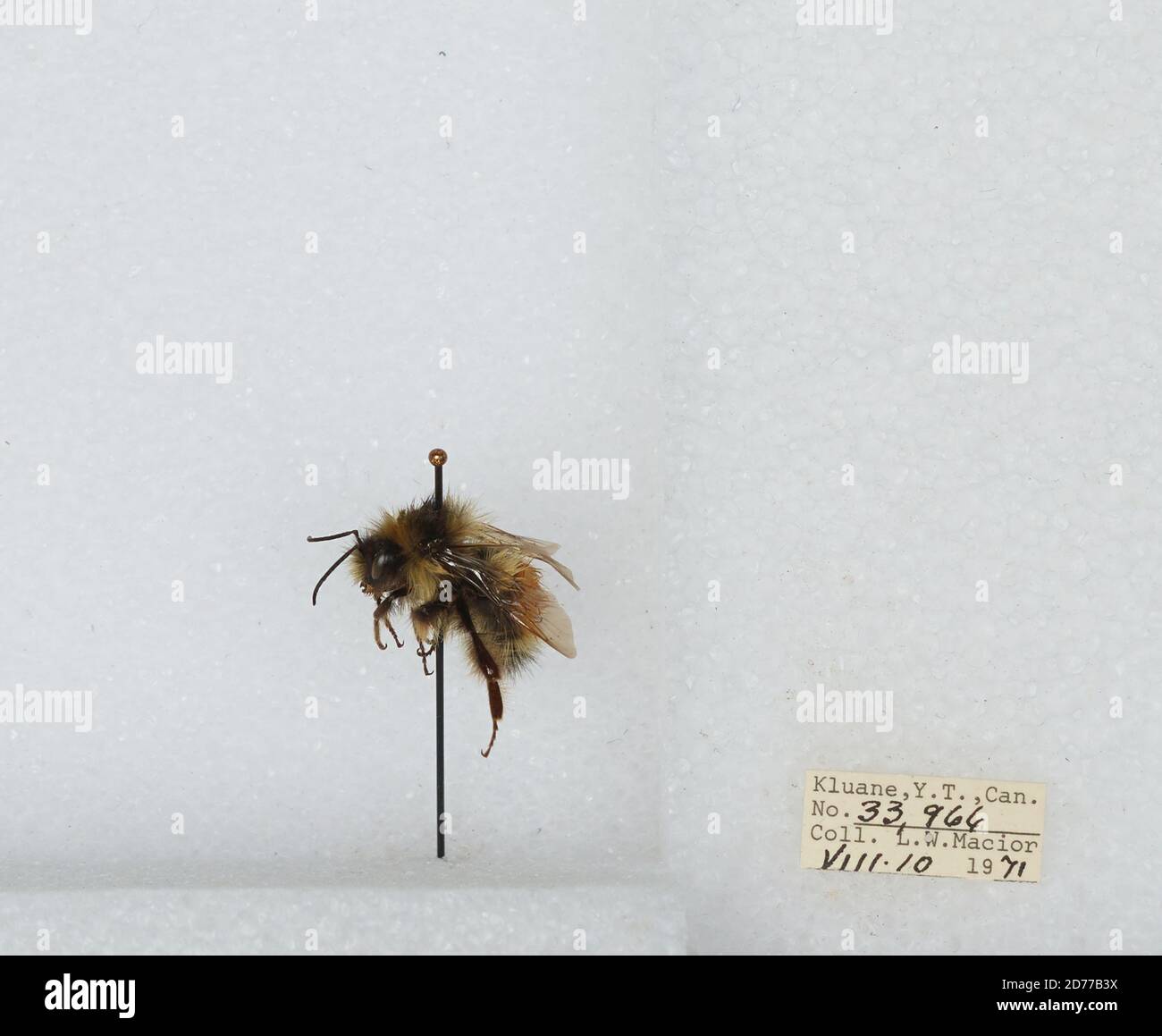 Klaune, Yukon Territory, Canada, Bombus (Pyrobombus) melanopygus ...