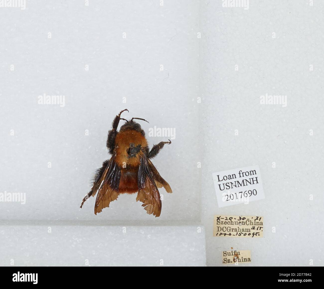 Suifu, Sichuan, China, Bombus (Tricornibombus) atripes Smith, Animalia ...