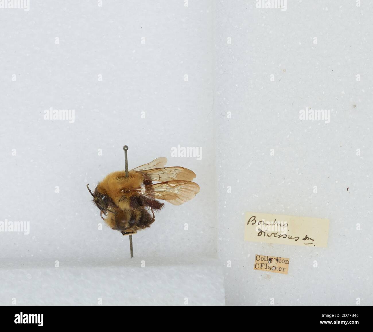 Bombus (Diversobombus) diversus Smith, Animalia, Arthropoda, Insecta ...