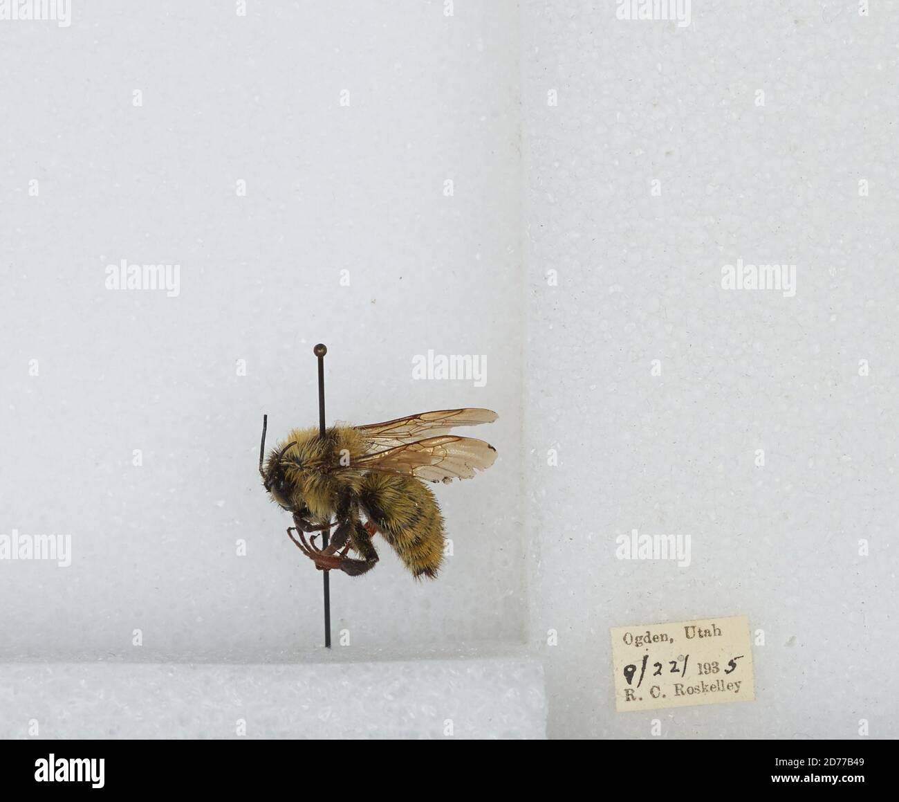 Ogden, Weber, Utah, United States, Bombus (Fervidobombus) fervidus ...