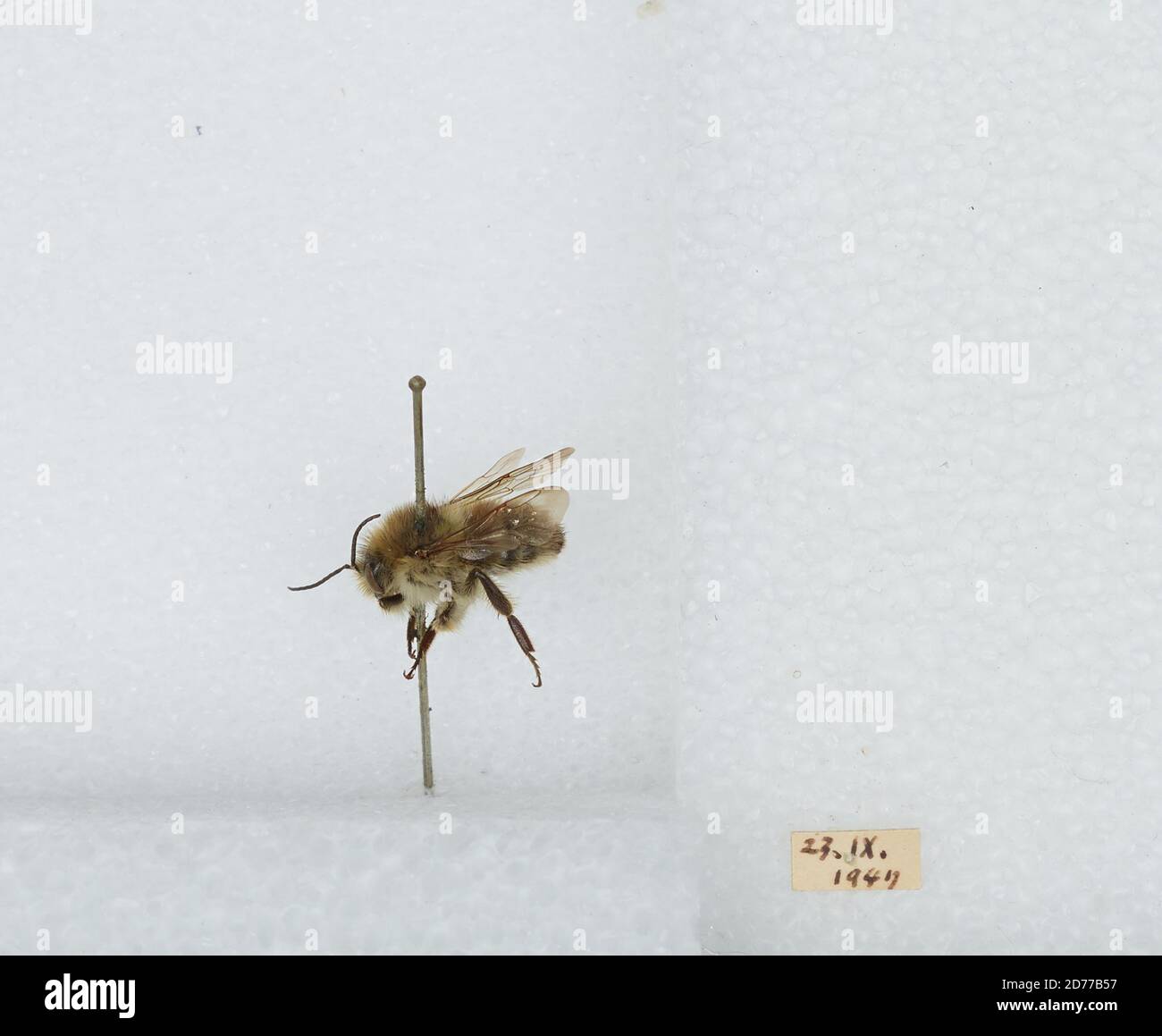 Bombus (Diversobombus) diversus Smith, Animalia, Arthropoda, Insecta ...