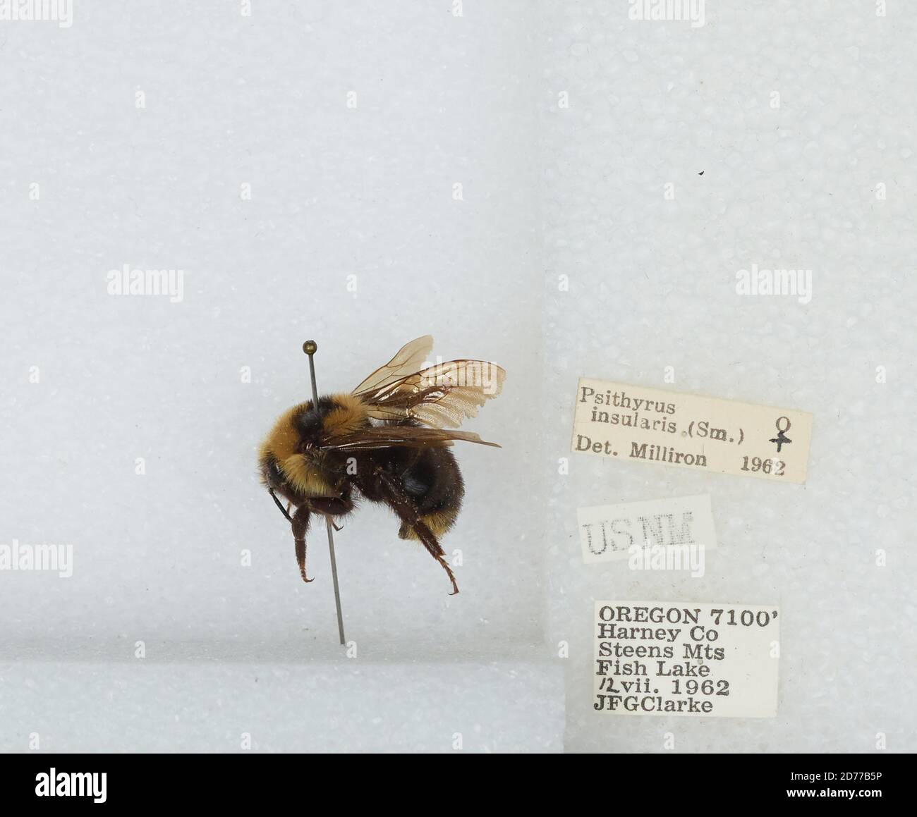Steens Mountains, Fish Lake, Harney, Oregon, United States, Bombus ...