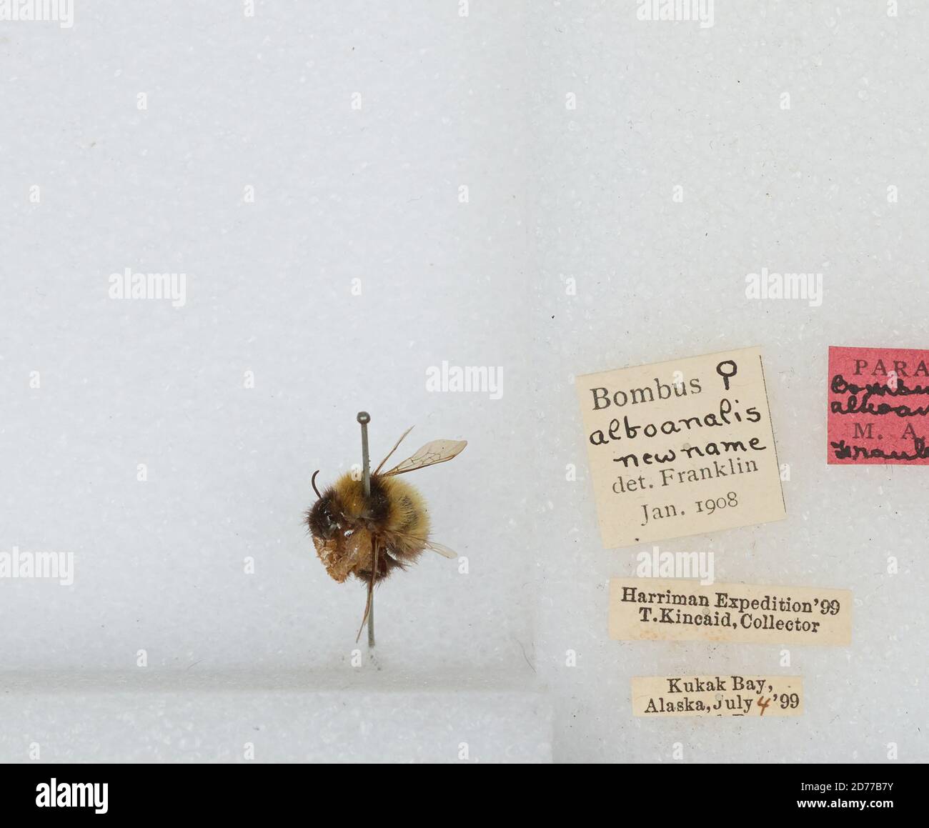 Kukak Bay, Kodiak Island, Alaska, United States, Bombus (Pyrobombus ...