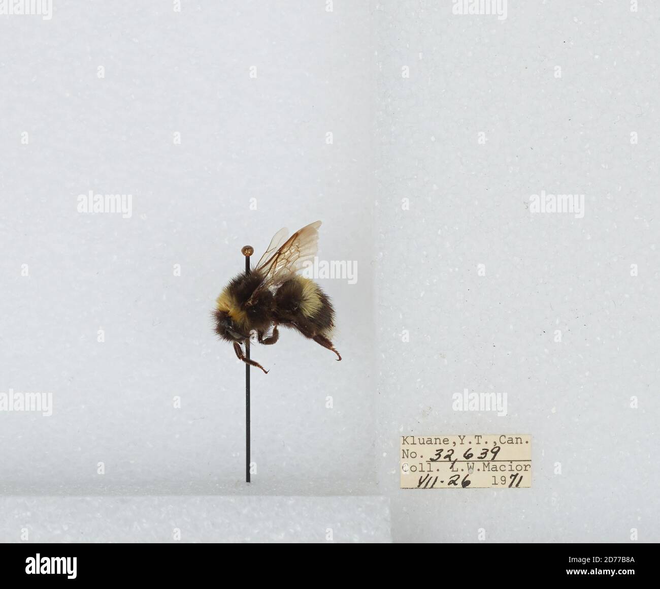 Klaune, Yukon Territory, Canada, Bombus (Bombus) lucorum (Linnaeus ...