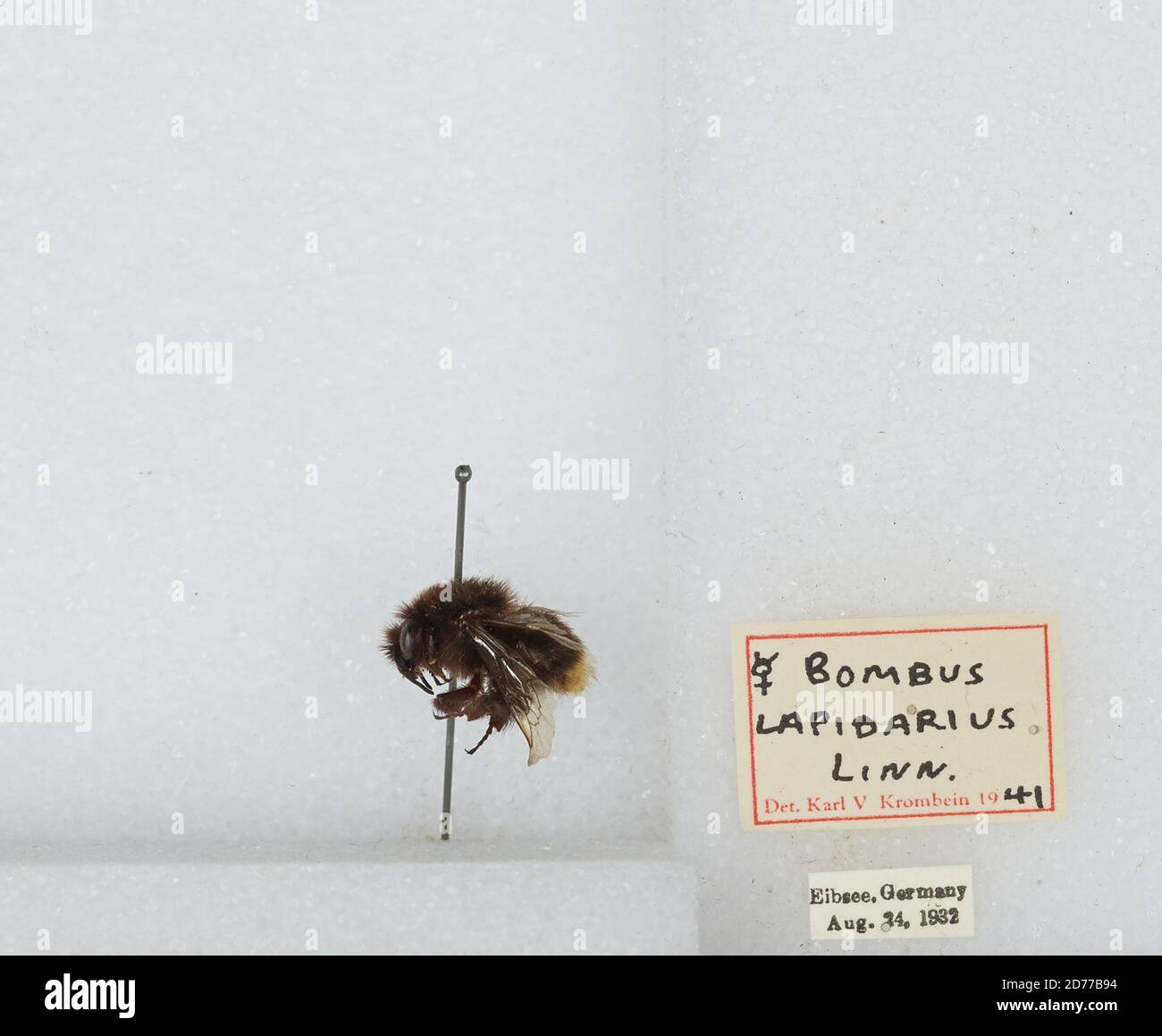 Eibsee, Bavaria, Germany, Bombus (Melanobombus) lapidarius lapidarius ...