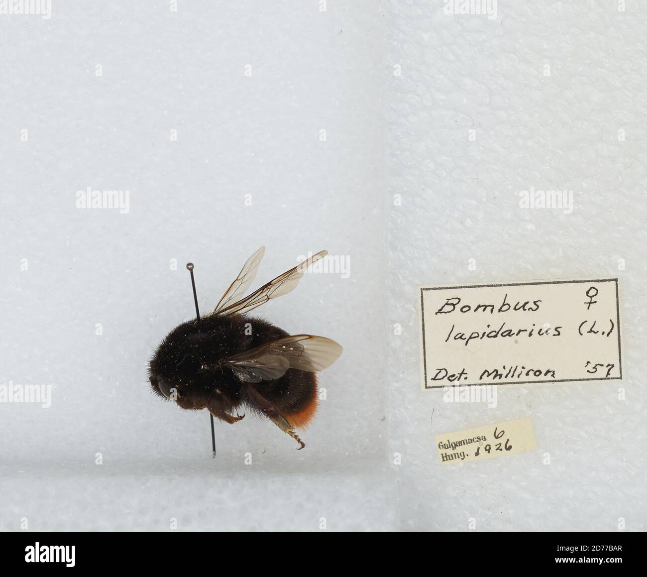 Galgamacsa, Hungary, Bombus (Melanobombus) lapidarius lapidarius ...