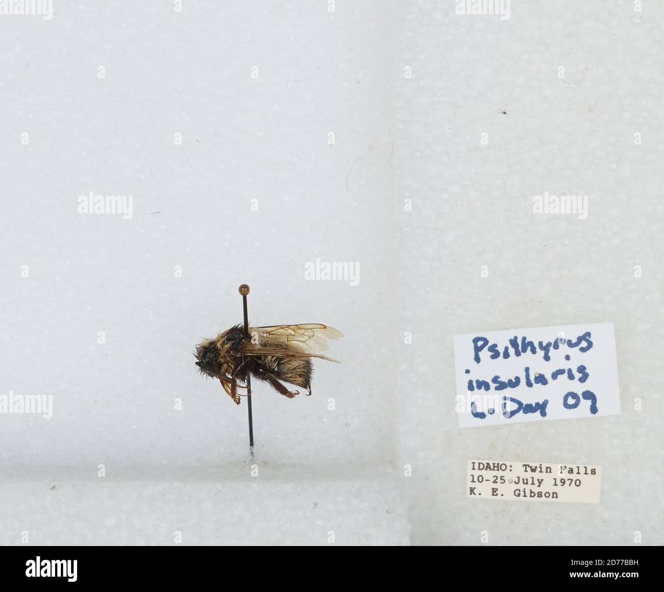 Twin Falls, Idaho, United States, Bombus (Psithyrus) insularis (Smith ...