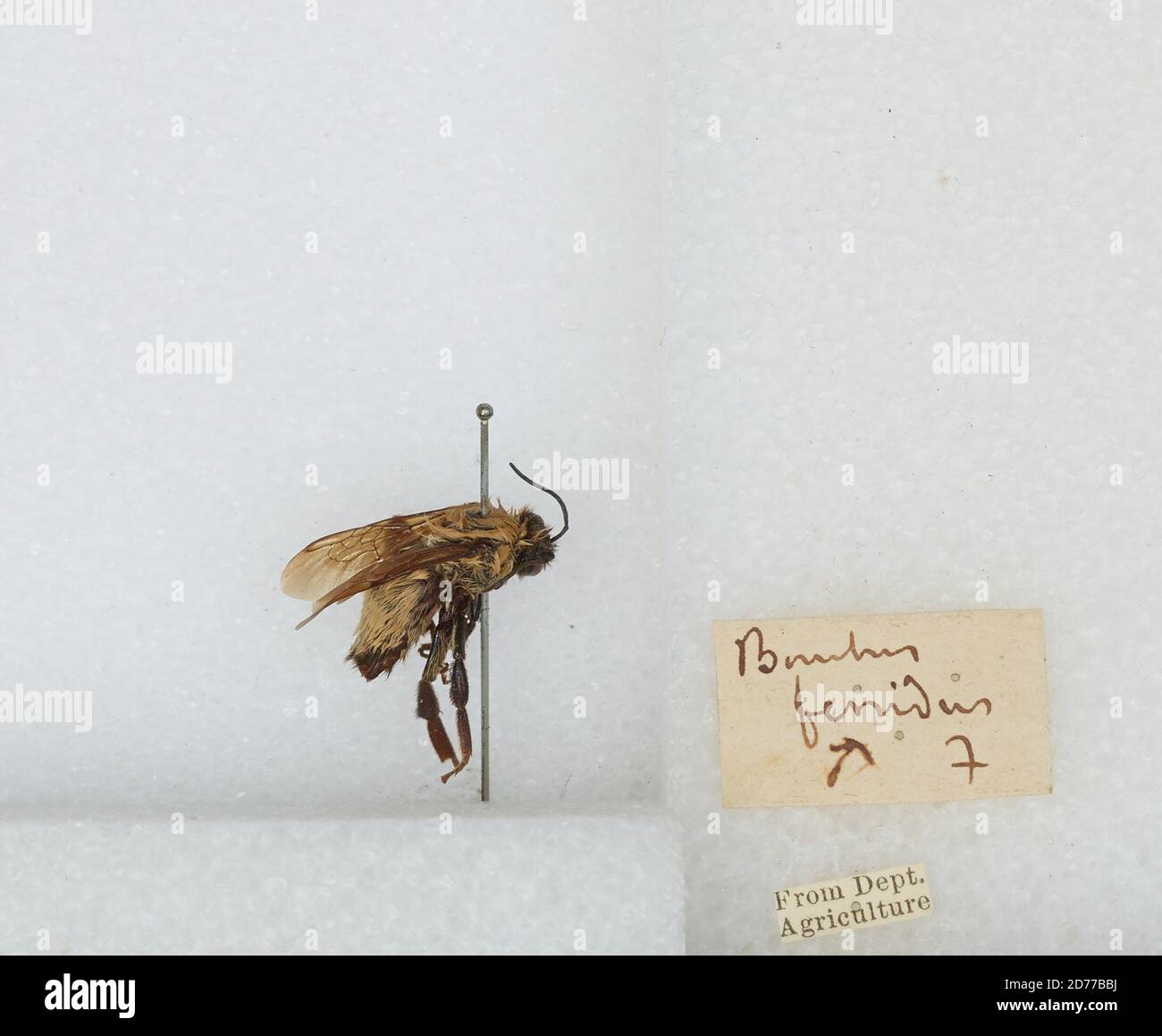 Bombus (Fervidobombus) fervidus fervidus (Fabricius), Animalia ...