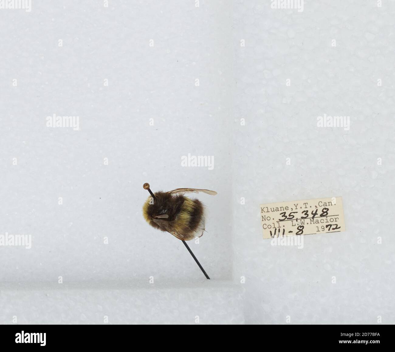 Kluane, Yukon Territory, Canada, Bombus (Bombus) lucorum (Linnaeus ...