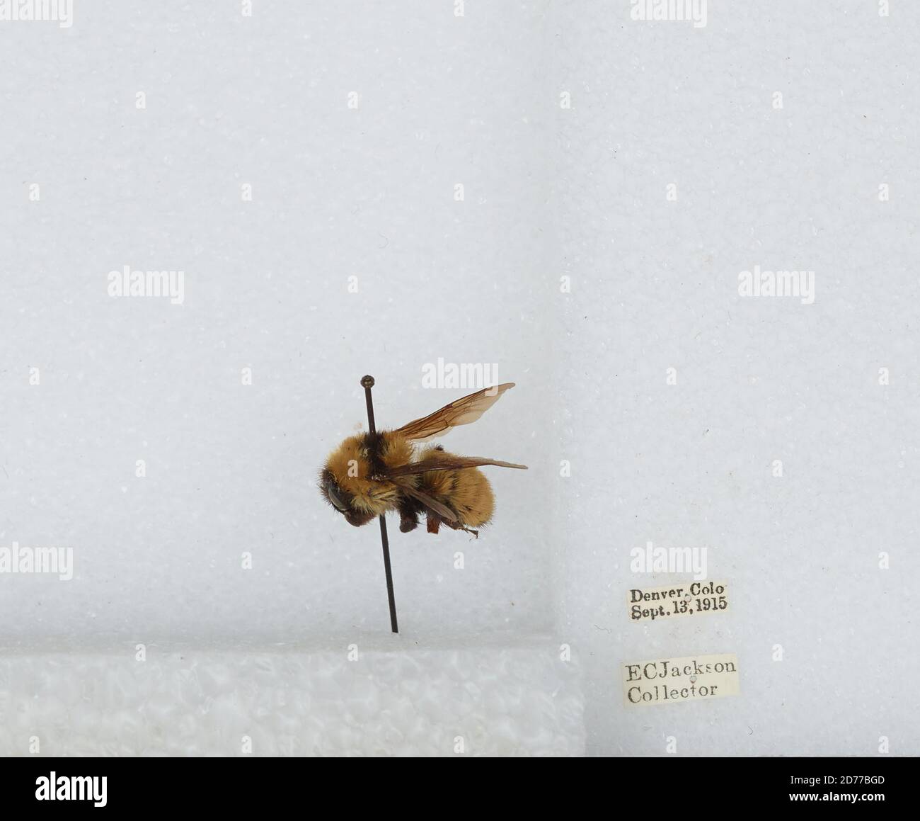 Denver, Colorado, United States, Bombus (Fervidobombus) fervidus ...