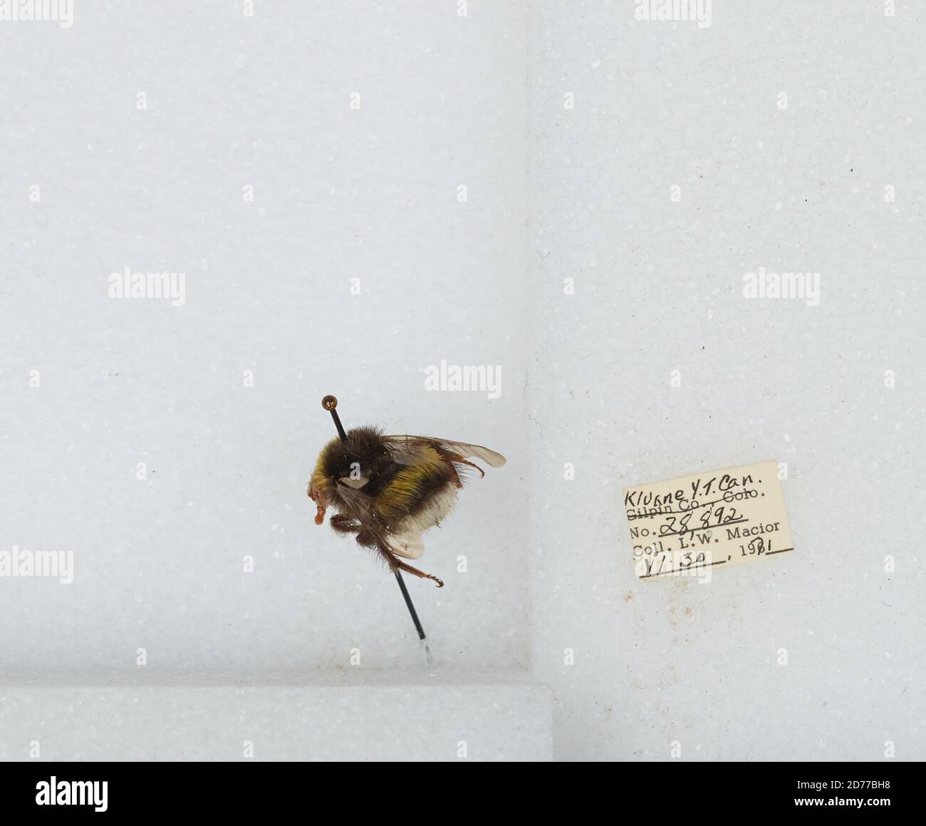 Kluane, Yukon Territory, Canada, Bombus (Bombus) lucorum (Linnaeus ...