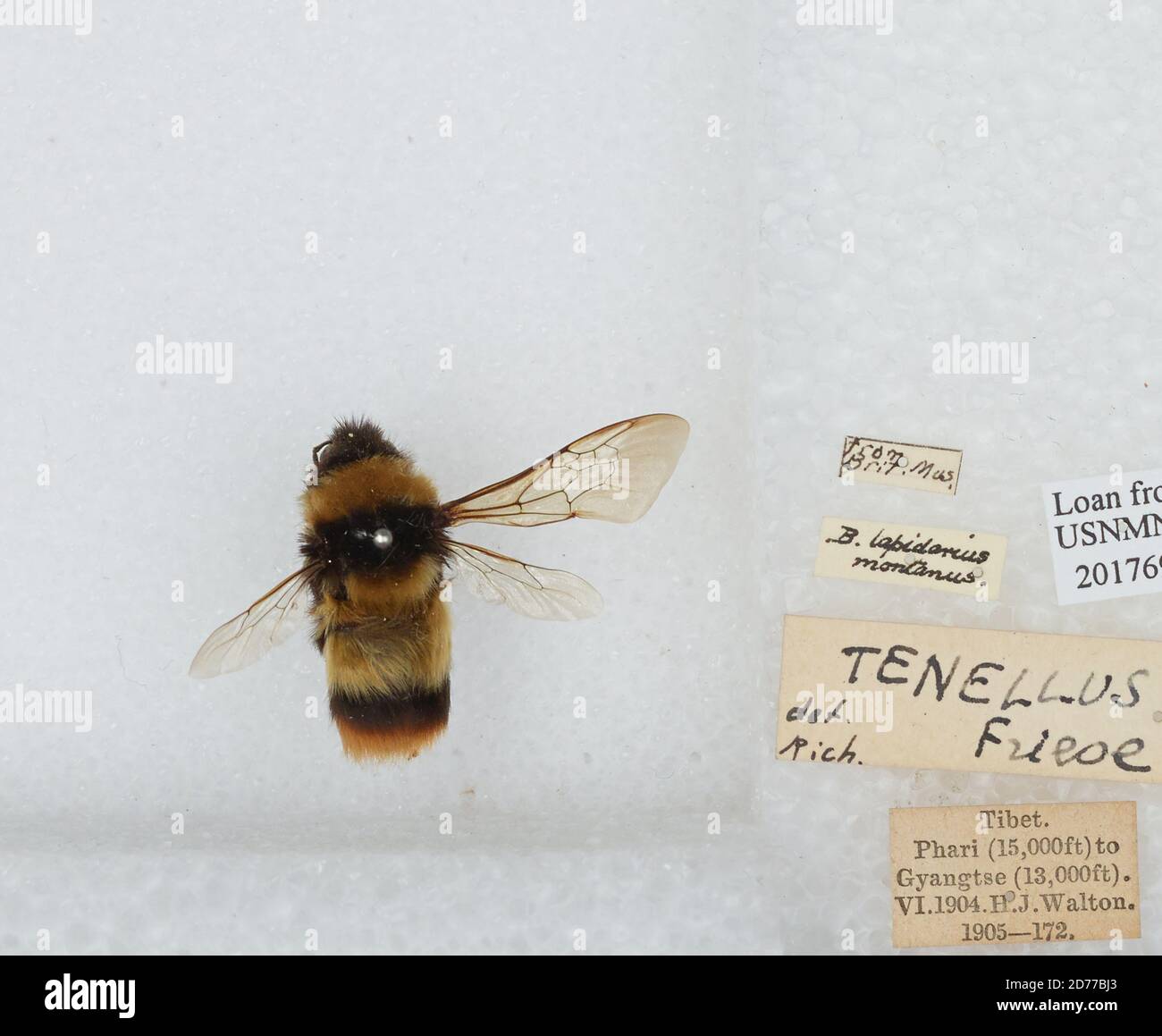 Phari to Gyangtse, Tibet Autonomous Region, China, Bombus (Melanobombus ...