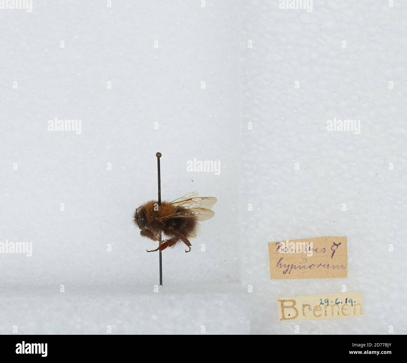 Bremen, Germany, Bombus (Pyrobombus) hypnorum hypnorum (Linnaeus ...