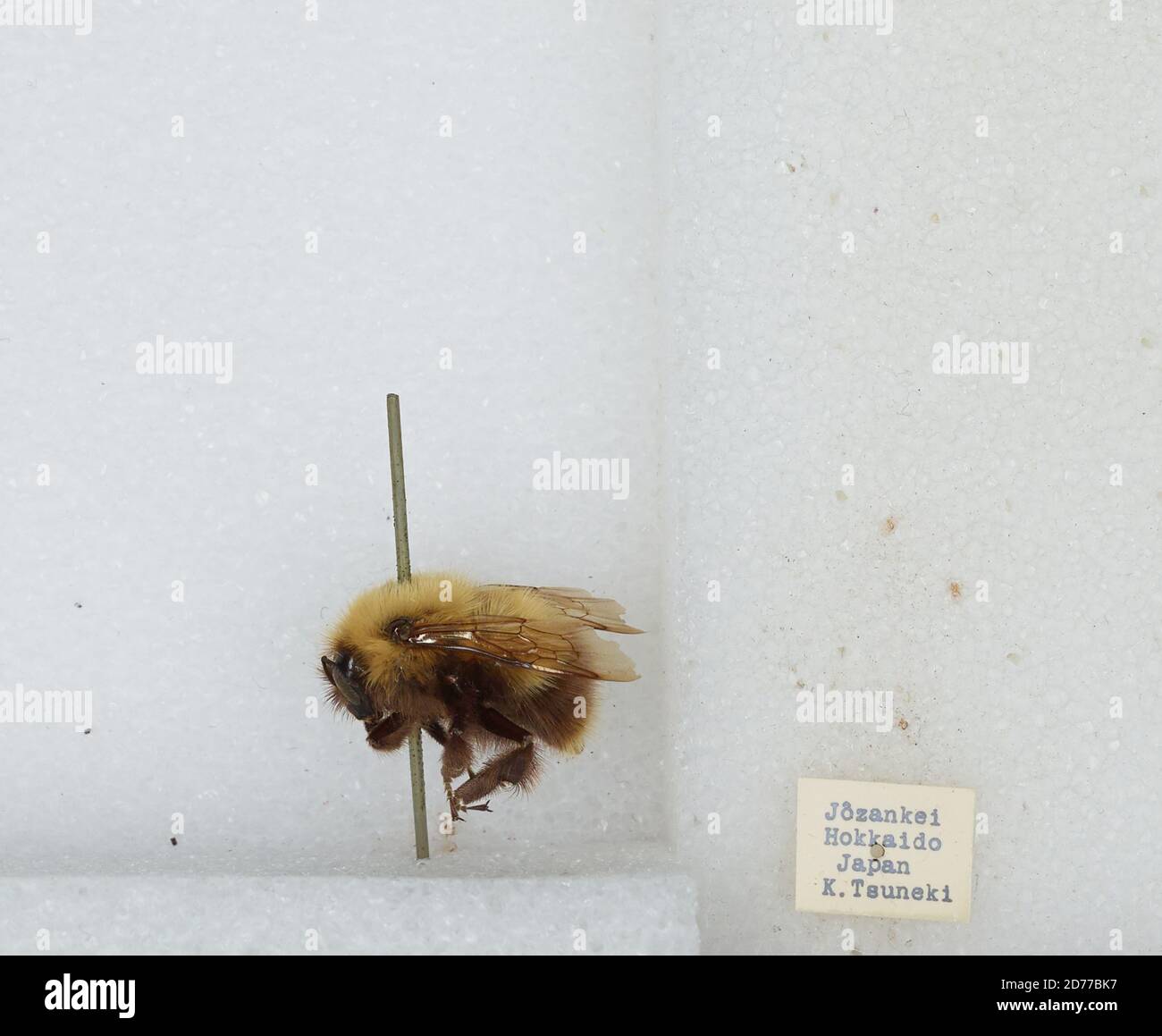 Jozankei, Hokkaido, Japan, Bombus (Pyrobombus) hypnorum callidus ...