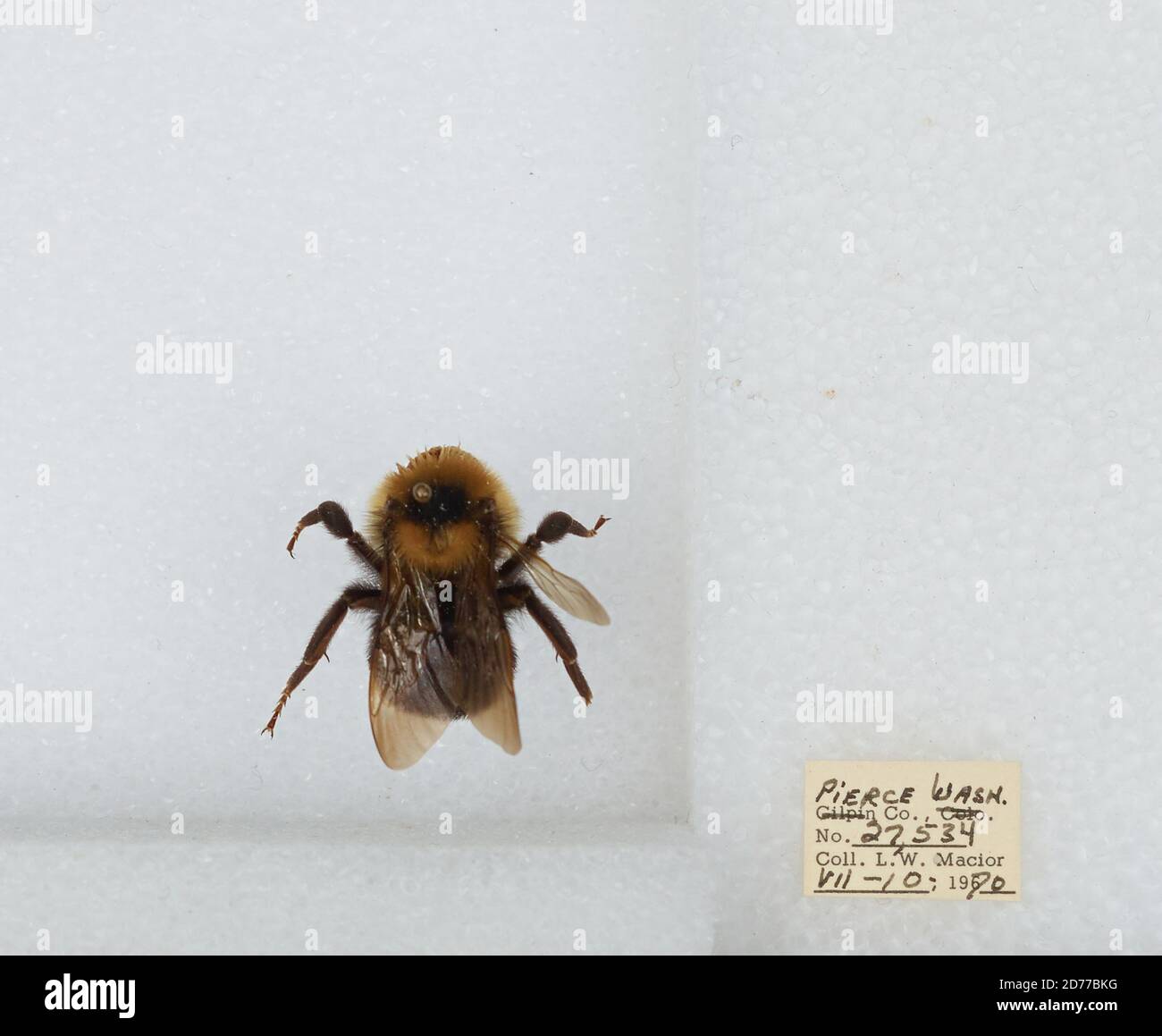 Pierce, Washington, United States, Bombus (Psithyrus) insularis (Smith ...